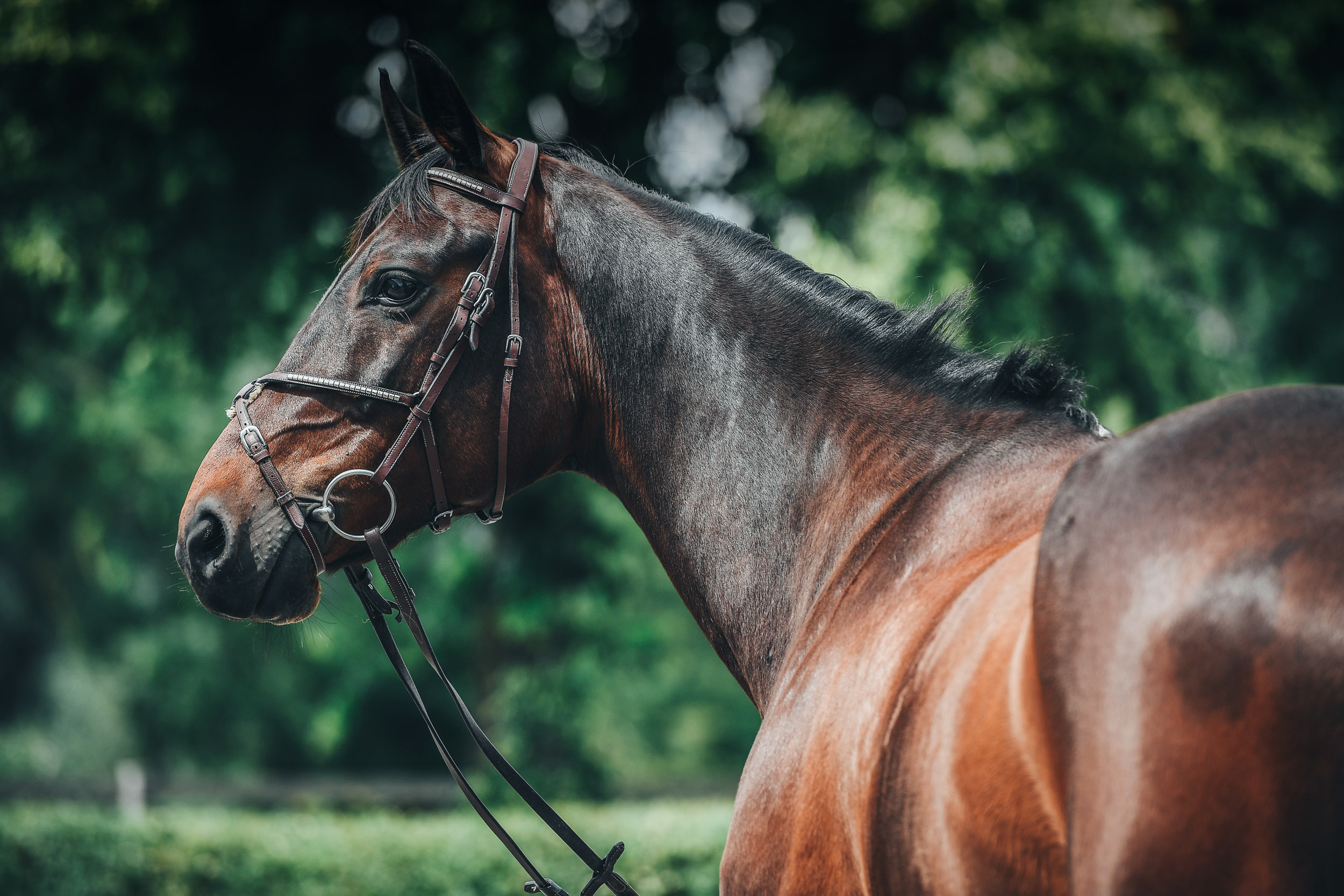 Verkaufspferde – Baholz Reitsportzentrum