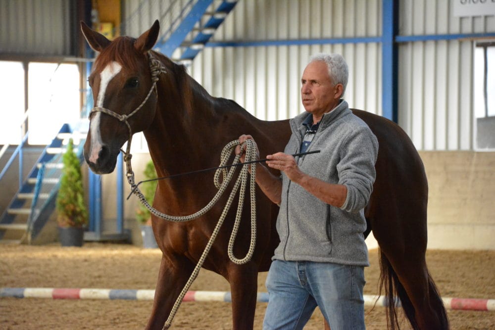 Kurse – Baholz Reitsportzentrum